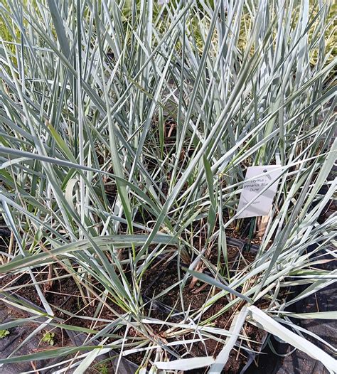 Leymus Arenarius ‚blue Dune‘ Gartengestaltungs Gmbh Staudenhof