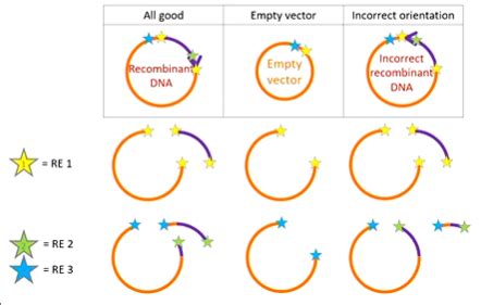 L14 DNA Sequencing Flashcards Quizlet