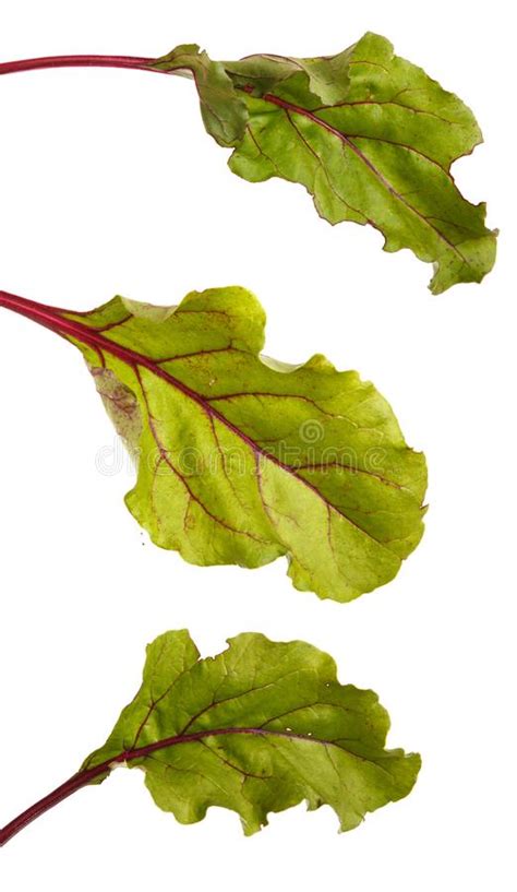 Green Leaves Of Sugar Beet Isolated On White Stock Image Image Of
