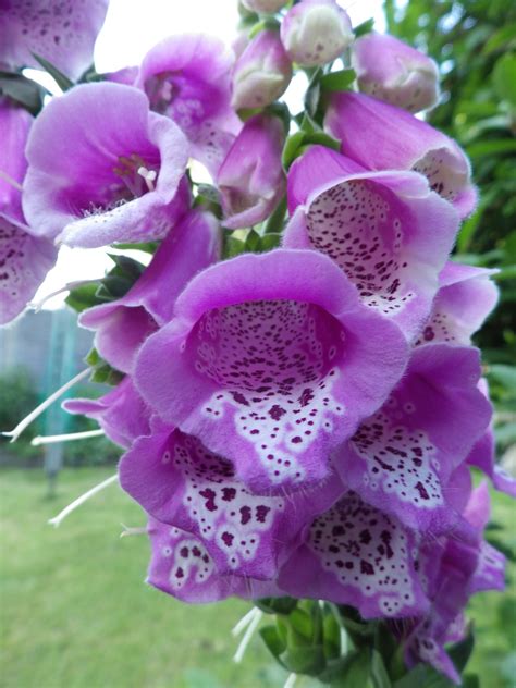 Common Foxglove Digitalis Purpurea Species Information Page Also