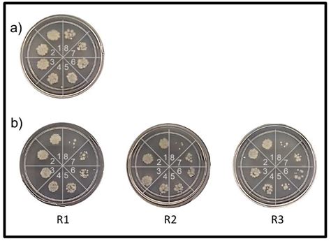 Reusability Was Tested By Repeating 21 Min Treatment Of 10 4 Cfuml E Download Scientific