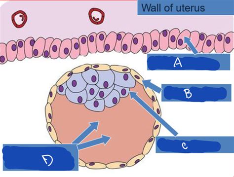 Early Embryology Flashcards Quizlet