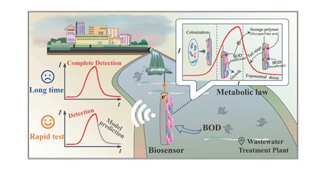Understanding The Tail Current Behavior Of Electroactive Biofilms