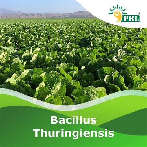 Bacillus Thuringiensis Biopesticide Peptech Bioscience Medium