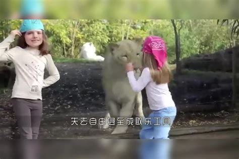 饲养员打雄狮就像打儿子一样，这还是狮子吗？威风荡然无存雄狮狮子儿子