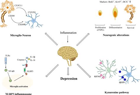 Microglial Cells Diagram