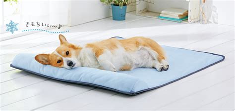 愛犬・愛猫用おすすめクールマット特集 ペット用品の通販サイト ペピイ（peppy）