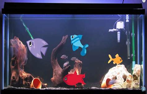 How To Change Fish Tank Water How Often Petaddon