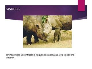 Ultrasonic And Infrasonic Waves For Physics Pptx