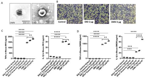 Effects Of Omvs On Mhs Cells Effects Of Omvs On Mhs Cells A Tem