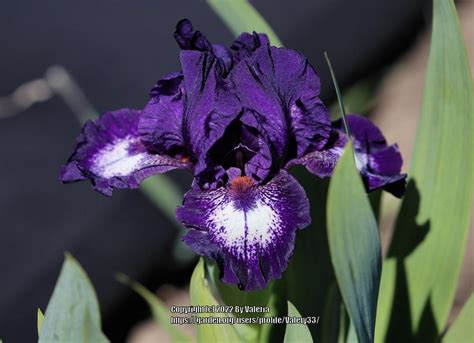Standard Dwarf Bearded Iris Iris Celilo In The Irises Database
