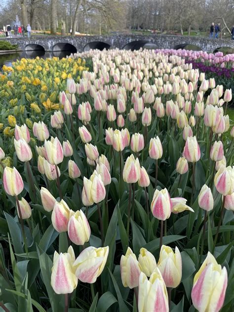 Tulip Season In Amsterdam 2026 Things To Do