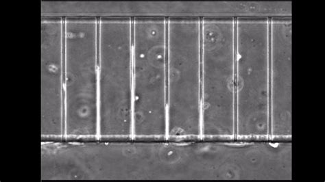 Advanced Sci News On Twitter Using Sophisticated Microfluidic Assays