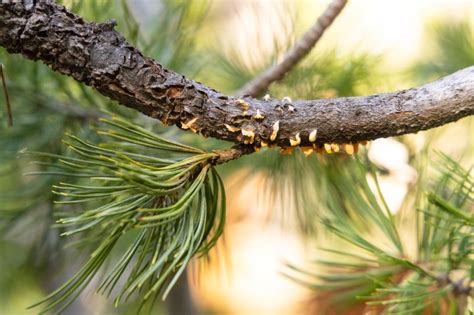 A Plus Tree Llc On Linkedin Aplustree Trustplus Treeplanting