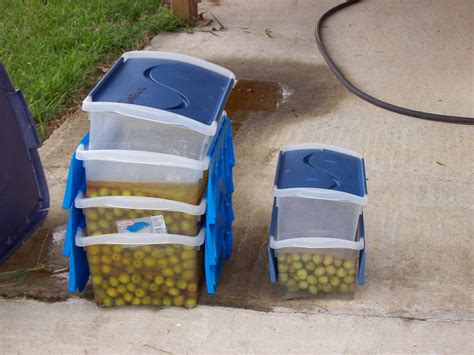 Photo Gallery Sustainable Olive Production In Florida