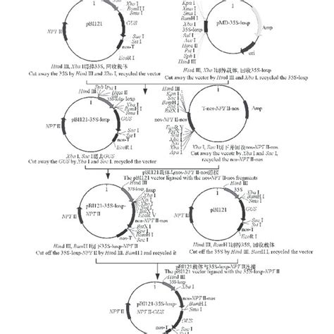 Structure Diagram Of Pbi121 Cre Gus Vector Download Scientific Diagram