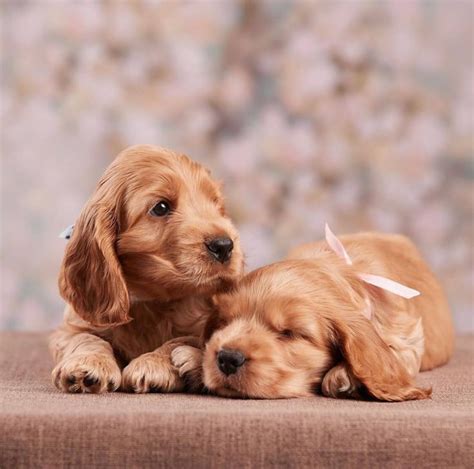 Pin On Cocker Spaniel