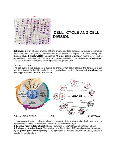 Download Biology Cell Cycle And Cell Devision Class11 By Panel Of