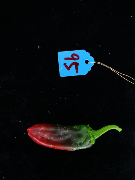 Pepper Genomics Database
