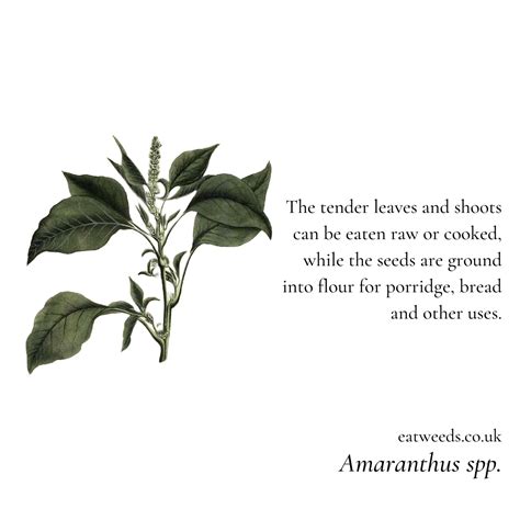 Edible Uses Of Green Amaranth Amaranthus Hybridus Eatweeds