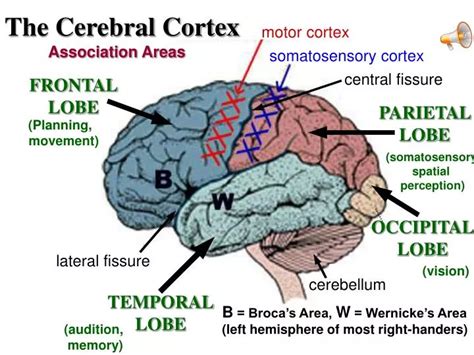 Ppt The Cerebral Cortex Powerpoint Presentation Free Download Id