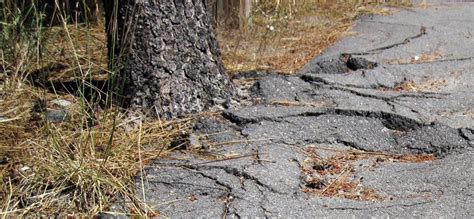 Pavement Damage From Tree Roots Causes And Solutions Pavement Solutions