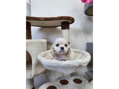 코카스파니엘 이로 강아지책임분양♥ 강아지파양 고양이파양 유기견무료분양입양 아이조아요양보호소