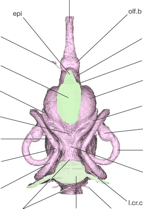 Surface Rendering Generated From Ct Scan Slices Of The Dorsal Surface