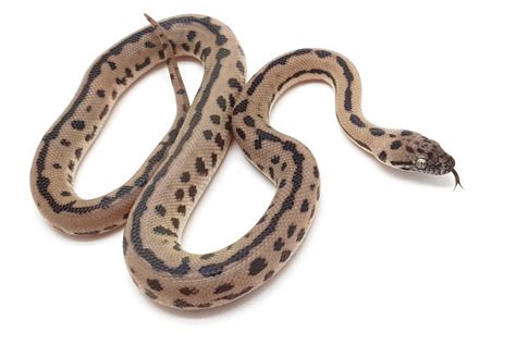 M23 260 Comino Mac Female Colourful Critters