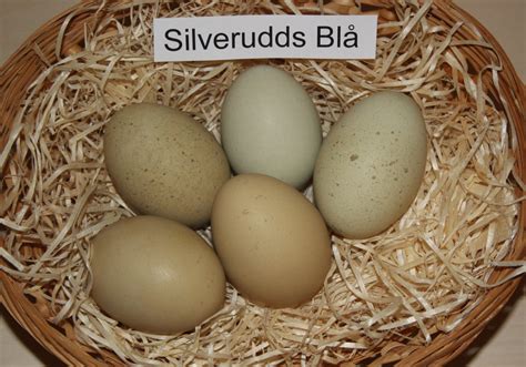 Blauleger Hühner Diese Rassen legen blaue Eier