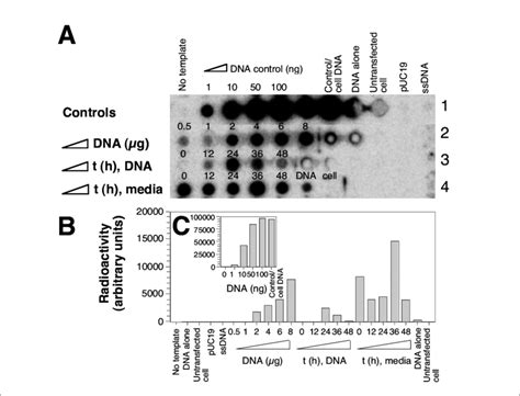 Dna Dot Blot Assay To Monitor Internalization Of Dna Templates By