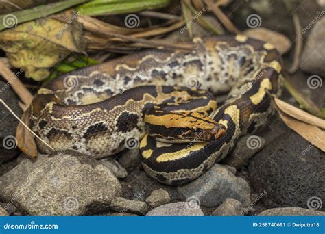 Borneo Short Tailed Blood Python Snake Python Curtus Breitensteini Stock Image Image Of Wild