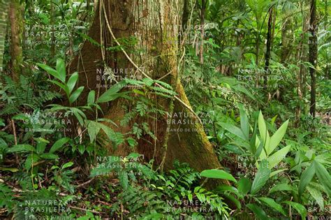 Natureza Brasileira Banco De Imagens Parque Nacional De Saint