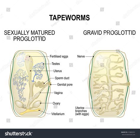 Proglottid Taperworms Sexually Mature Proglottid Gravid Stock Vector Royalty Free 619889291