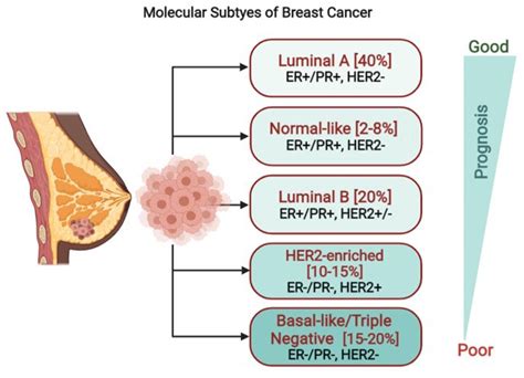 Egfr Signaling Pathway In Breast Cancer At Mitchell Fredricksen Blog