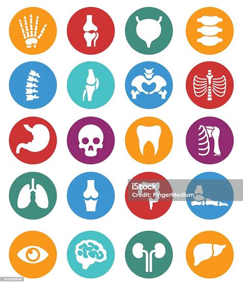 Ilustración de Anatomía Humana Conjunto De Iconos y más Vectores Libres de Derechos de Columna ...