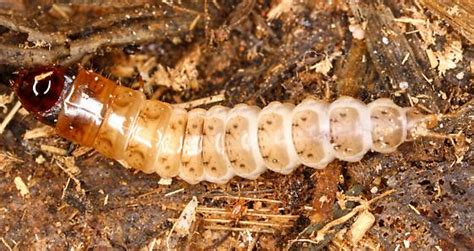 Ground Beetle Larva Bugguidenet