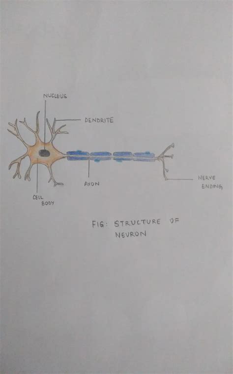 Structure Of Neuron Diagram