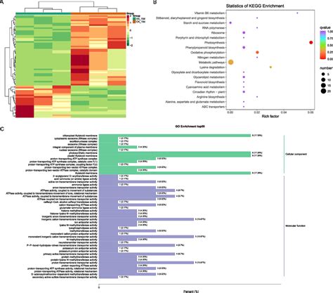 Differentially Expressed Genes DEG Between The Treatment And Control