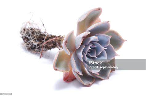 Echeveria 즙이 많은 뿌리 절단 뿌리가 있는 식물은 흰색 배경에 격리되어 있습니다 0명에 대한 스톡 사진 및 기타 이미지