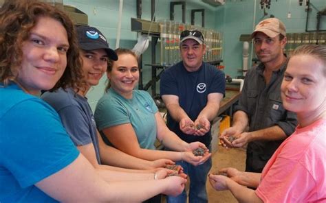 Hatchery Feed Management Oyster Breeding Center Opens In The Us