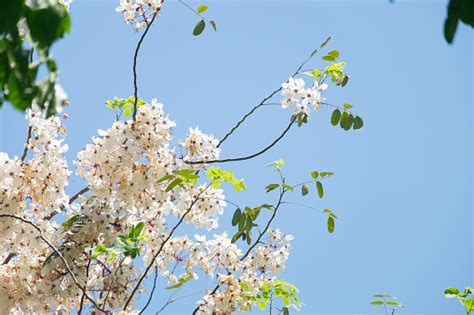 화이트 와일드 히말라야 체리 꽃 햇빛 하루에 밝은 푸른 하늘과 구름 배경 태국에서 태국 사쿠라 피 여름입니다 0명에 대한 스톡