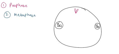 Draw The Phases Of Mitosis For A Cell That Contains Four Chromosomes As