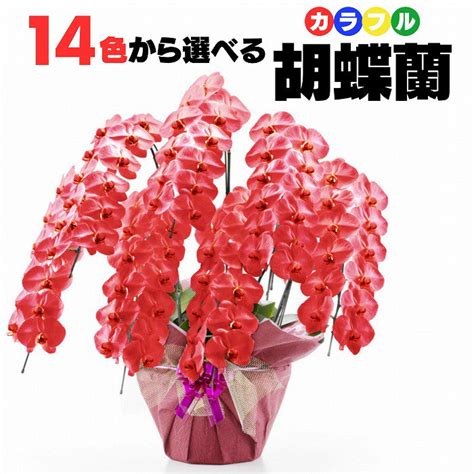 14色から選べる 色付き胡蝶蘭 7本立 77～84輪‐サムライフラワー
