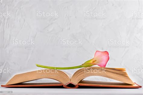 흰색 배경에 열린 책에 핑크 칼라 백합 세계 도서의 날 4월 23일 국제 문해력의 날 0명에 대한 스톡 사진 및 기타 이미지
