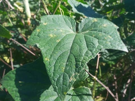 Selective Focus Of Cucumber Leaves During The Hot Summer Day Stock