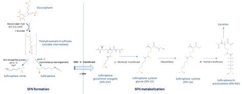 萝卜硫素作为一种天然免疫系统增强剂的潜力综述 深圳福山生物科技有限公司知因果素东方硒草宝锐力种子选手萝卜硫素萝卜硫苷Nrf2