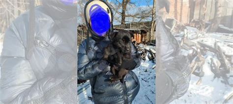 Щенки купить в Новосибирске Животные и зоотовары Авито