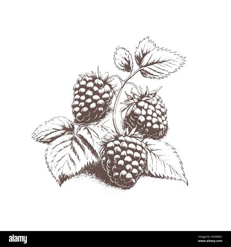 Raspberry Plant Drawing