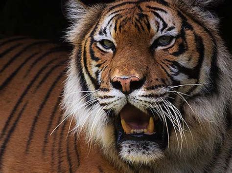 Malayan Tiger Facts Panthera Tigris Jacksoni Tiger Mad
